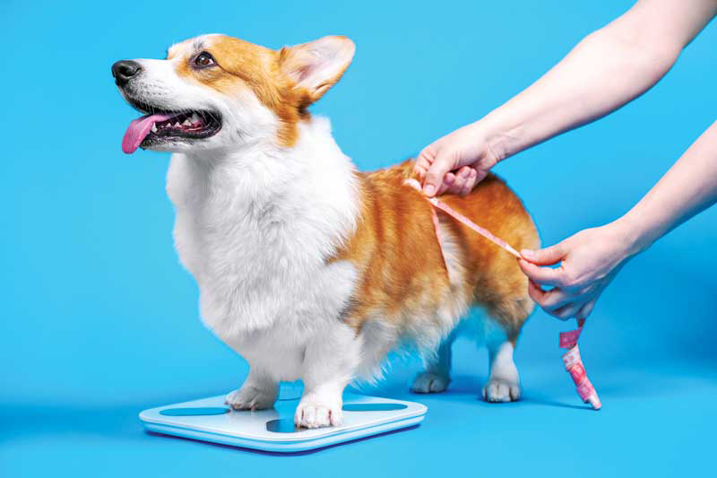 Corgi Health and Happiness Tips - Pembroke Welsh Corgis % 1