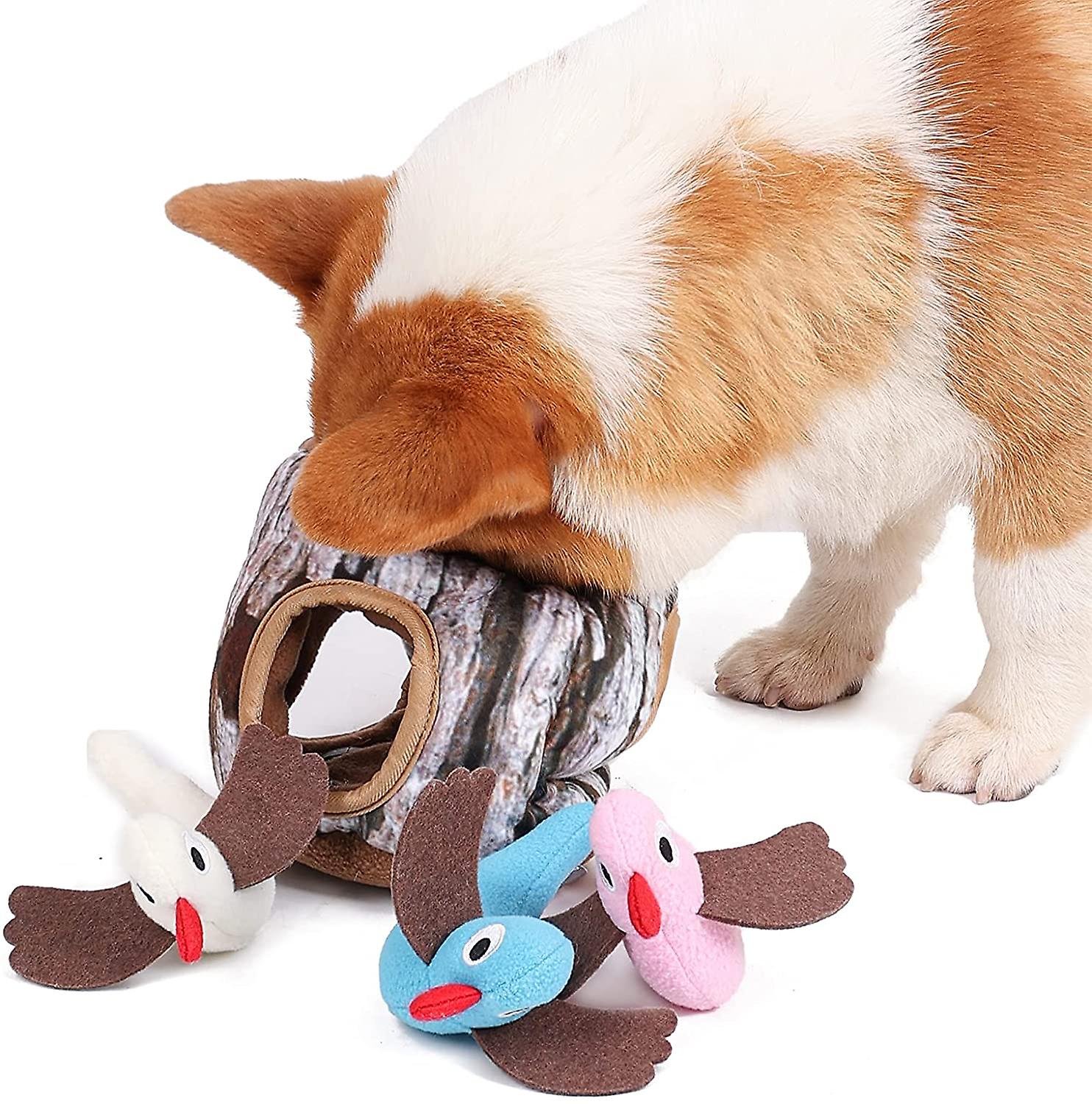 Corgi Health and Happiness Tips - Pembroke Welsh Corgis % 1