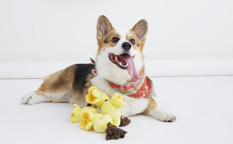 Developing Problem-Solving Skills in Your Corgi Training: Enhancing ...