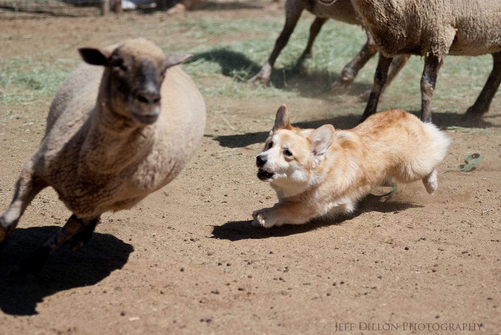 Understanding the Instincts and Drives of Corgi Dogs - Pembroke Welsh ...