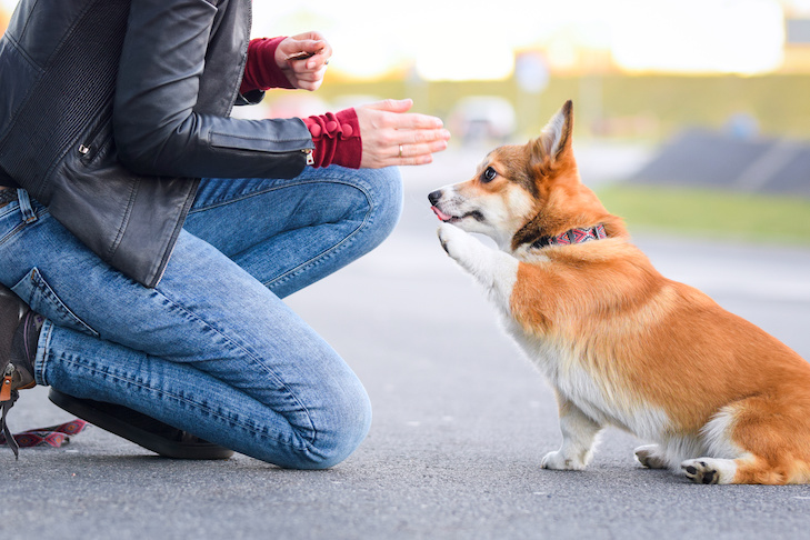 Learn the secret language of Corgi Dogs today! - Pembroke Welsh Corgis