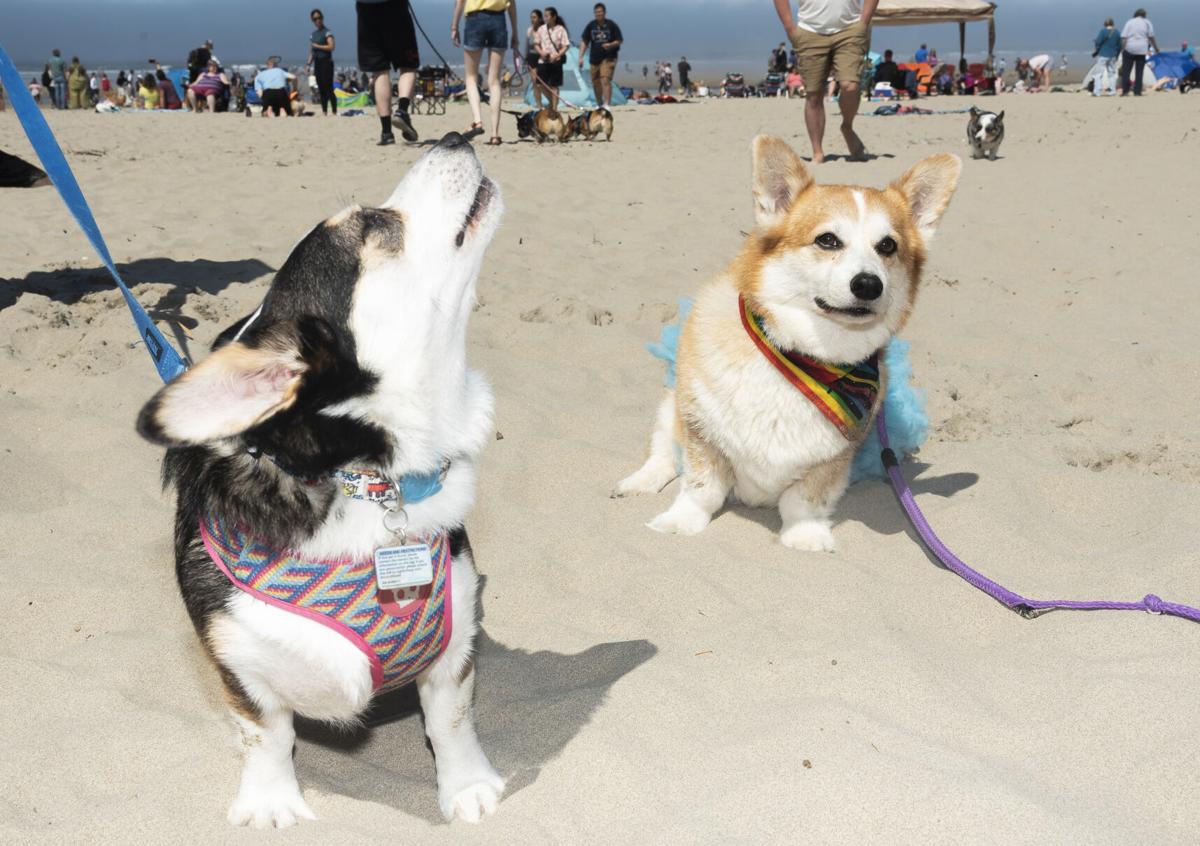 Raising Corgis in South Africa - Pembroke Welsh Corgis