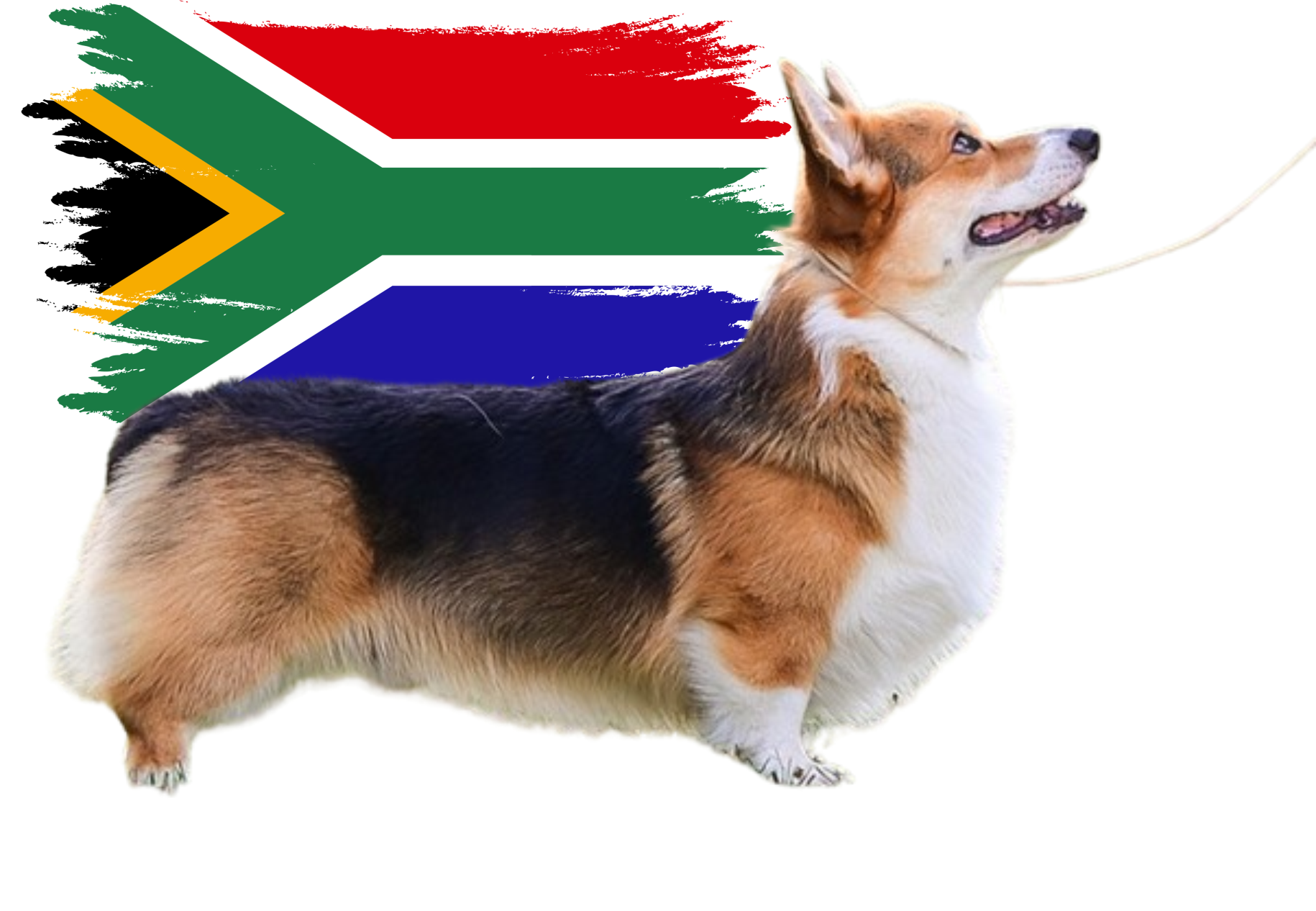 Corgi Puppies in South Africa: The Absolute Guide to Raising Them